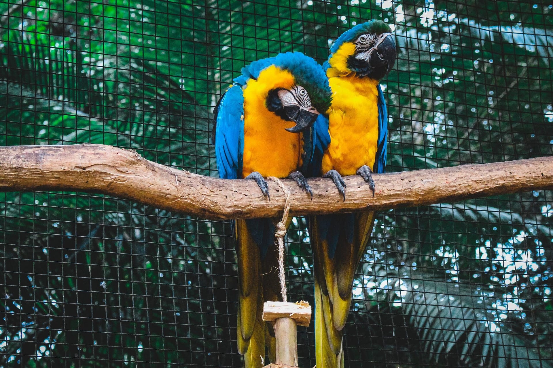 Which Parrot Breed Should I Buy?